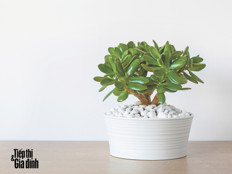 Trồng ngay 5 loại cây phong thuỷ này cho năm mới nhiều cát khí